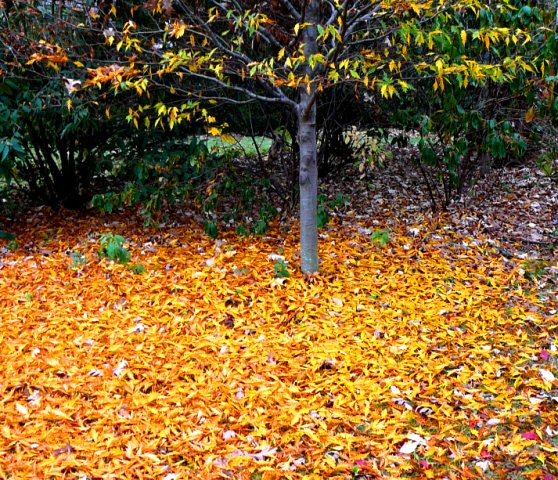 Leave Your Leaves – Kate's Garden Kitchen