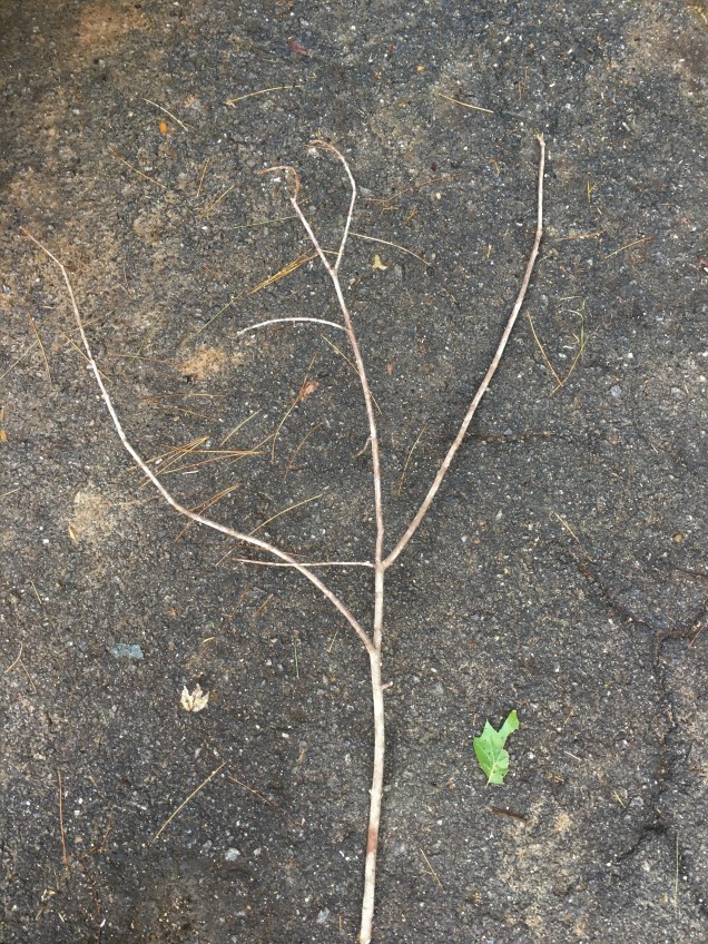 Spider Sticks – Kate's Garden Kitchen