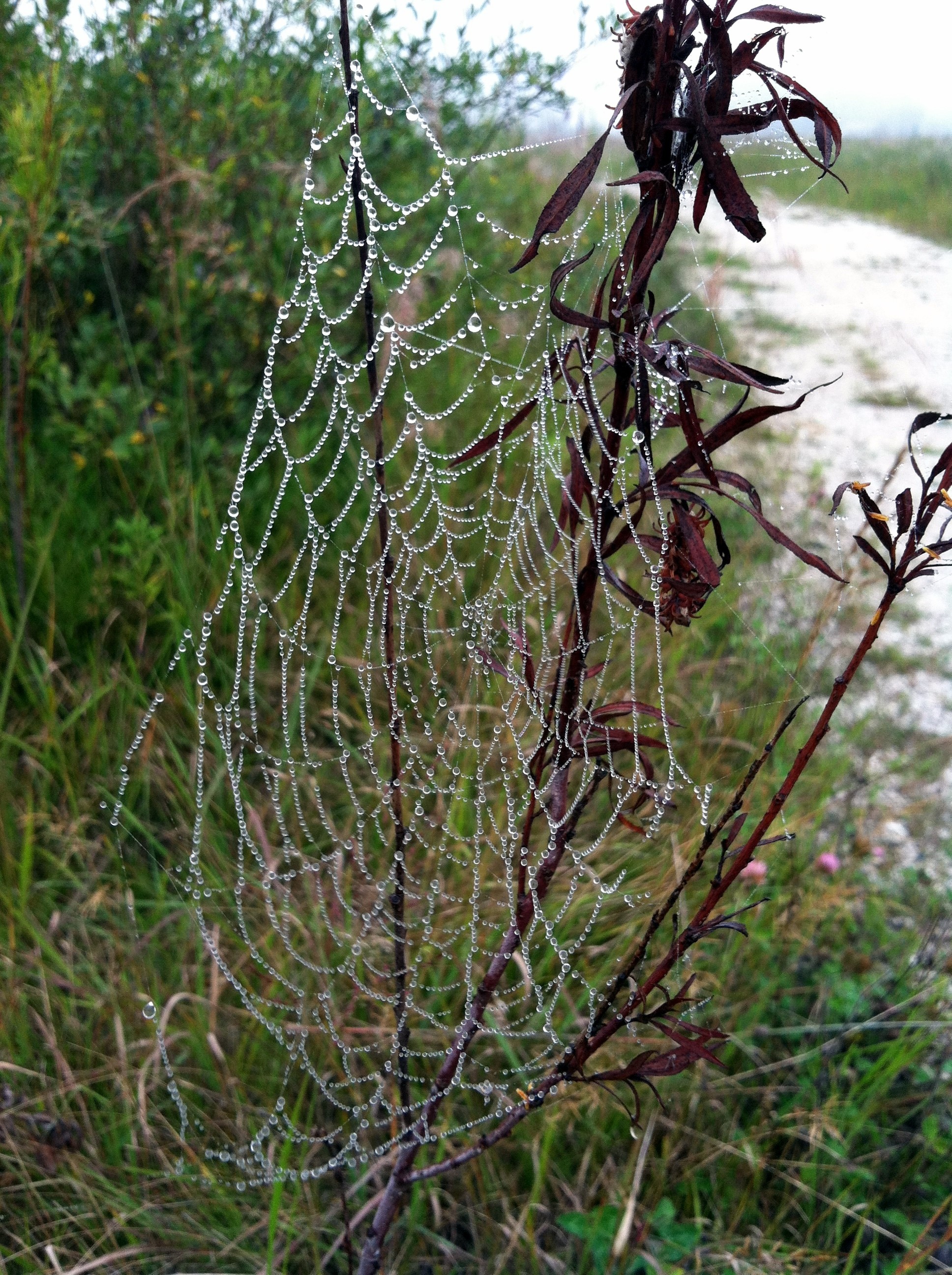 Spider Sticks – Kate's Garden Kitchen