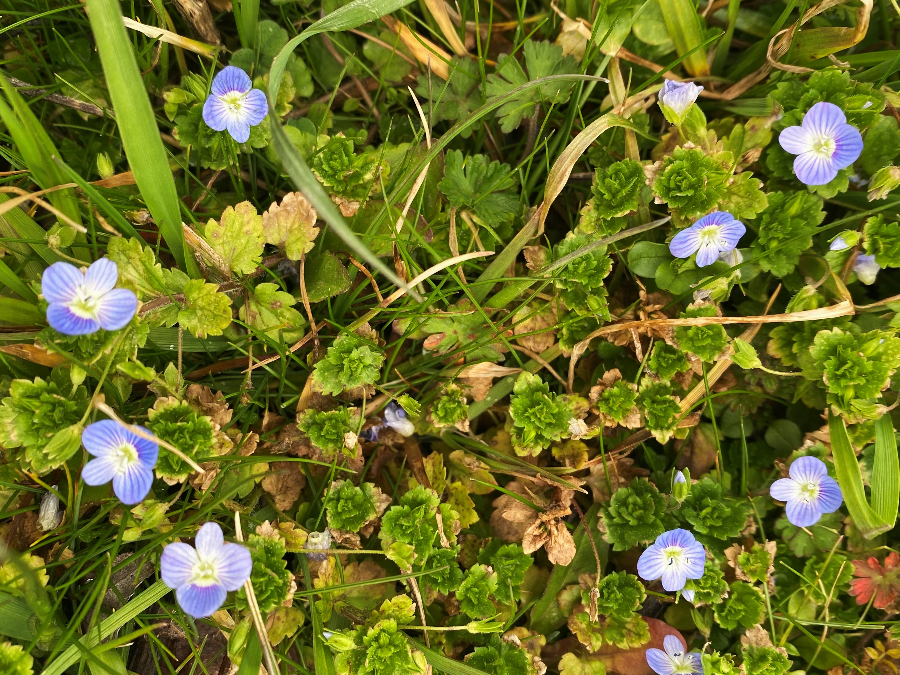 Blue Flowers – Kate's Garden Kitchen