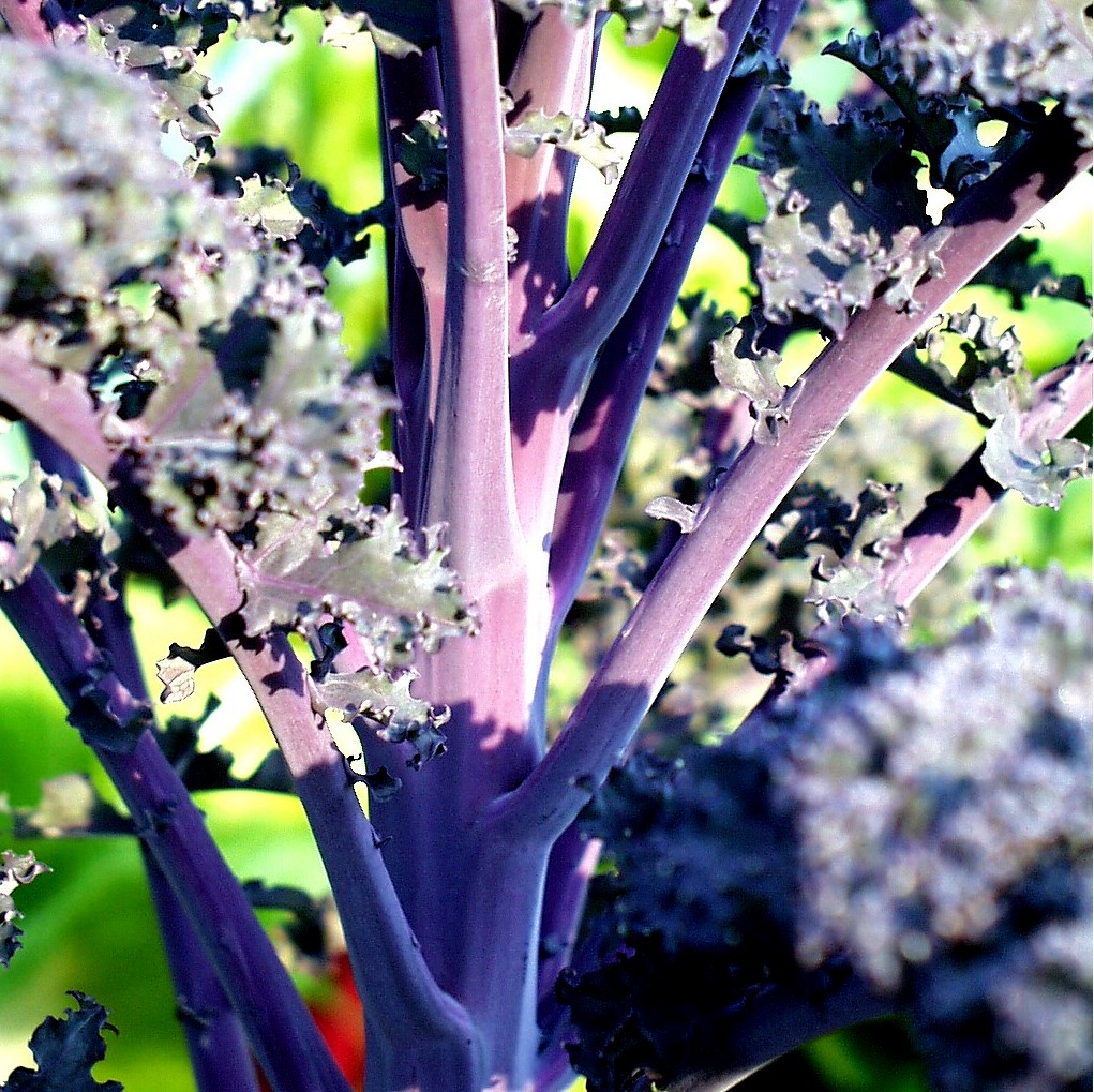 Kalecannon – Kate's Garden Kitchen
