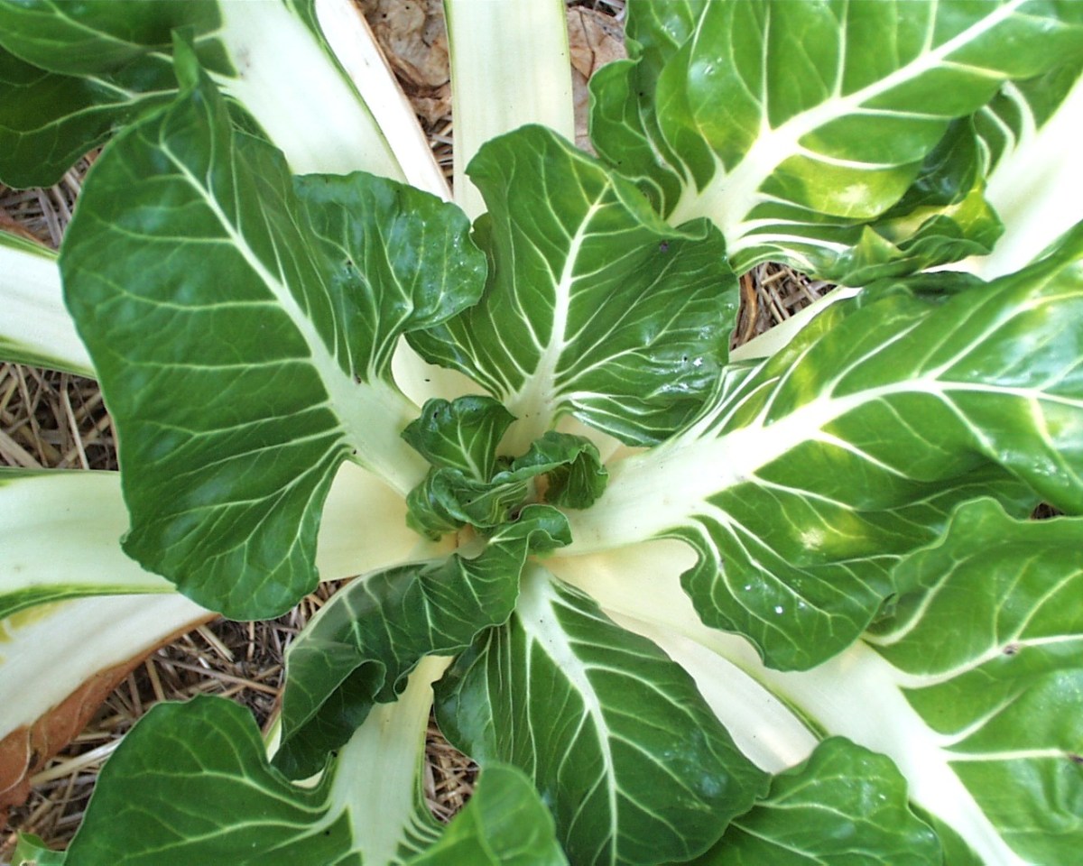 Pasta Alfredo with Swiss Chard – Kate's Garden Kitchen