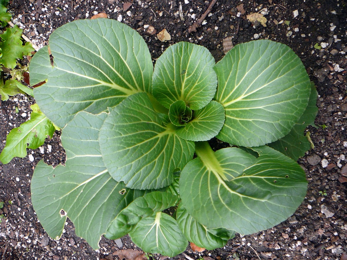 Grilled pac choi – Kate's Garden Kitchen