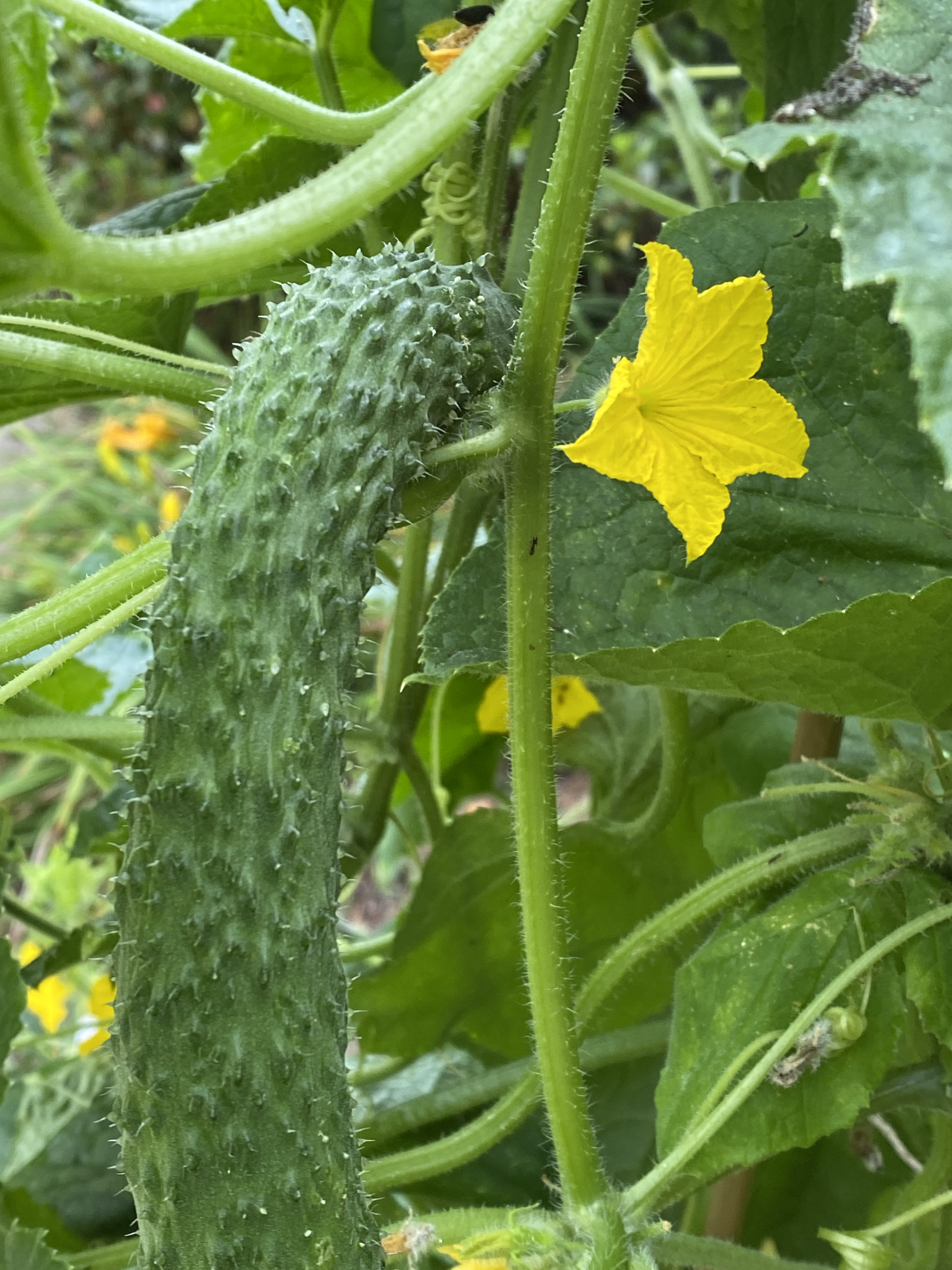 Cucumber deliciousness – Kate's Garden Kitchen