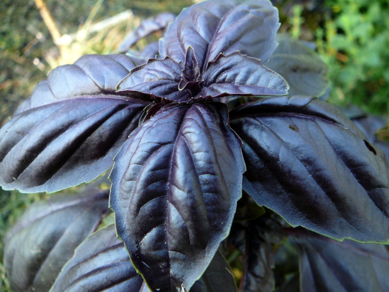 Tomato Basil Soup – Kate's Garden Kitchen